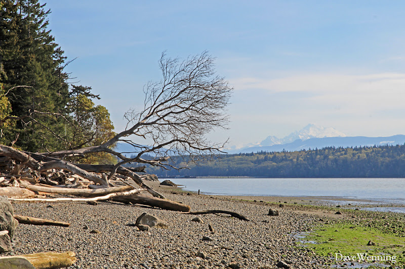 Similk Bay Shorebirds
